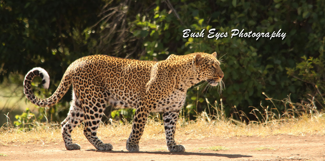 Busheyes – Bush Eyes Safaris