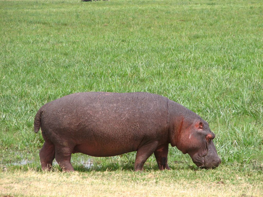 Things you should know about Hippos – Busheyes